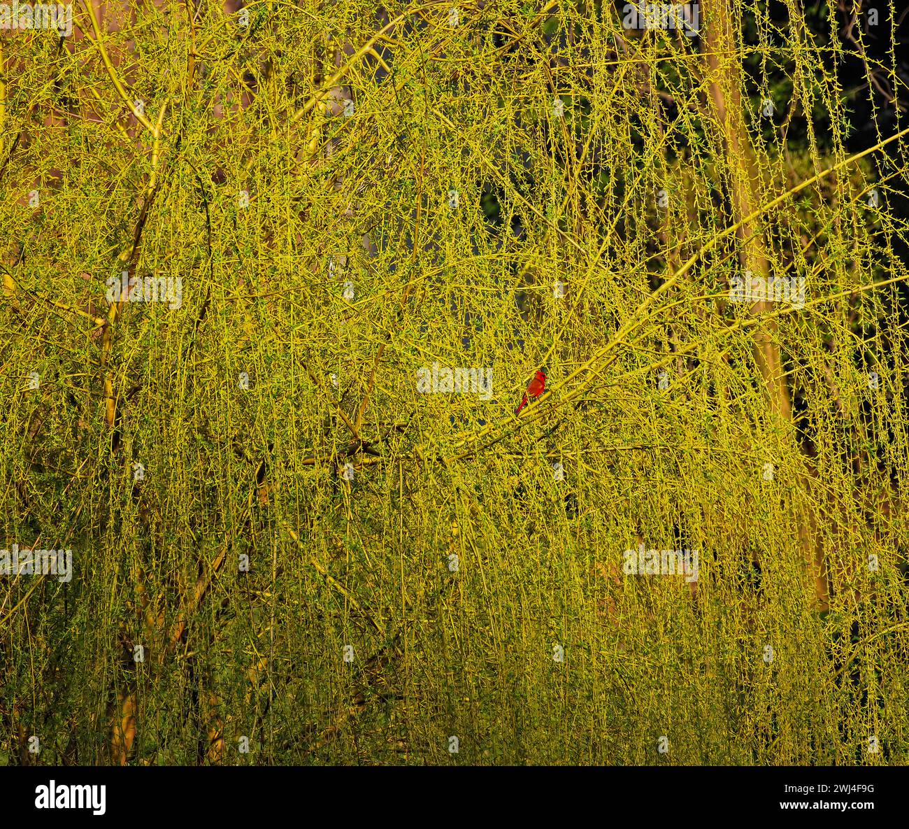 Willow tree with bird hi-res stock photography and images - Alamy