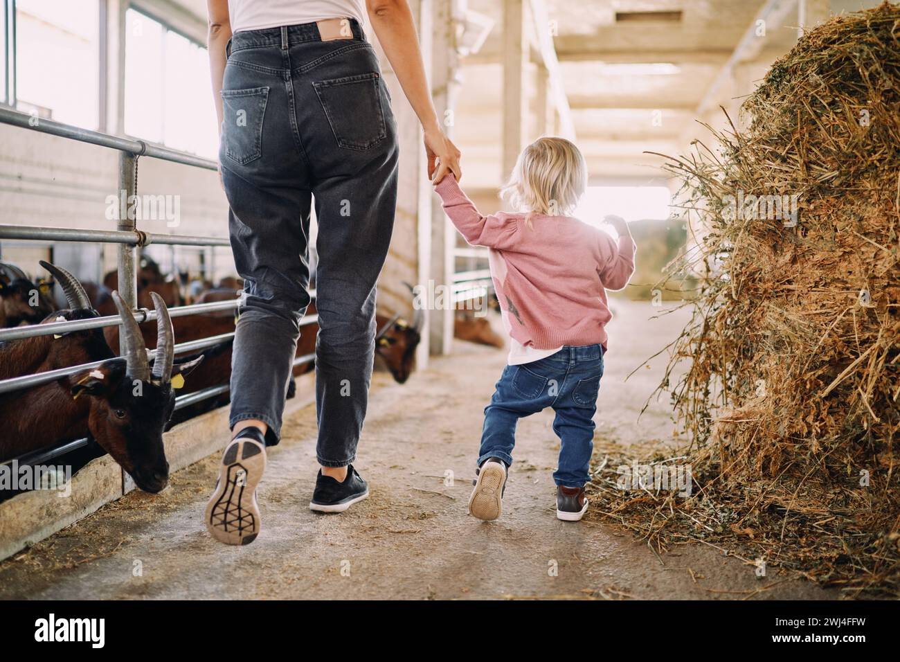 Mom with a little daughter walks through the farm holding her hand past ...