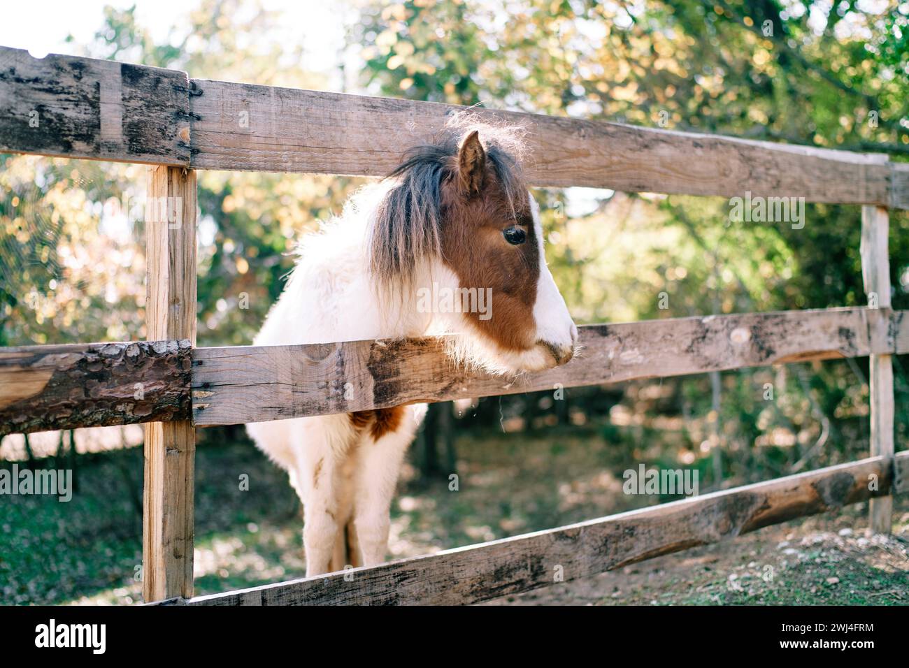 Pony farm stands near hi-res stock photography and images - Alamy