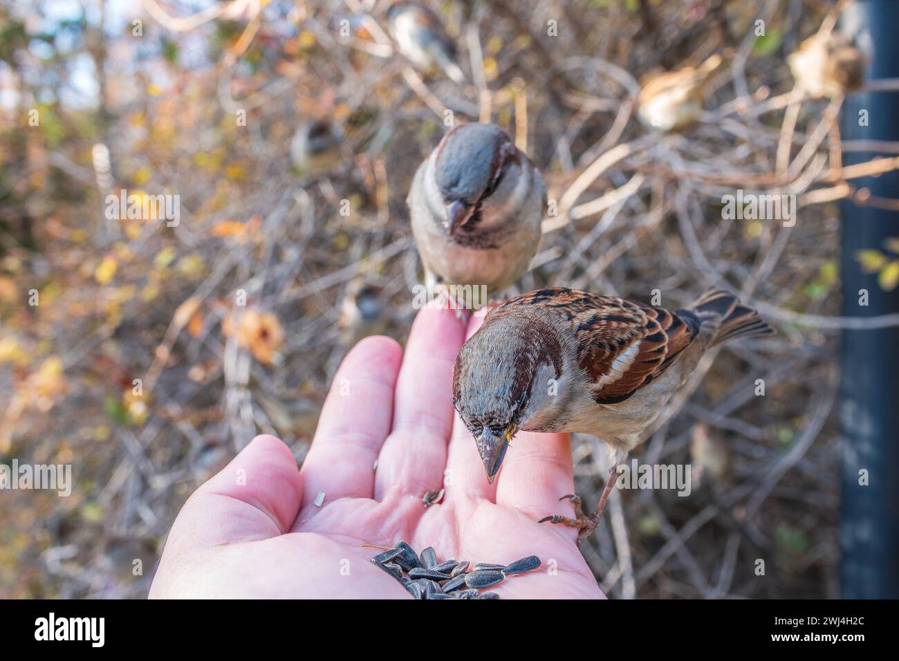 Sparrow eats seeds from a man's hand. A Sparrow bird sitting on the ...