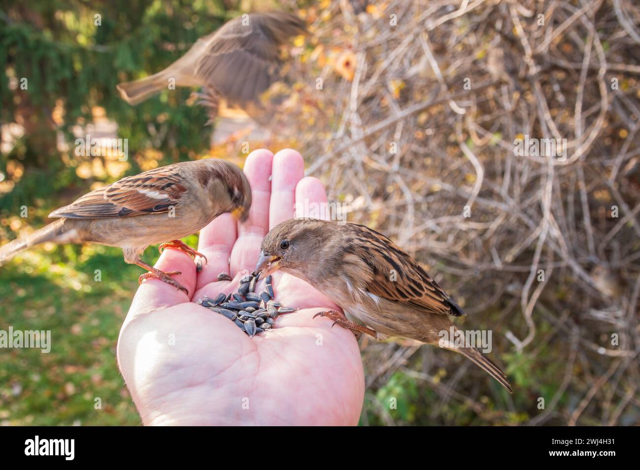 Sparrow eats seeds from a man's hand. A Sparrow bird sitting on the ...