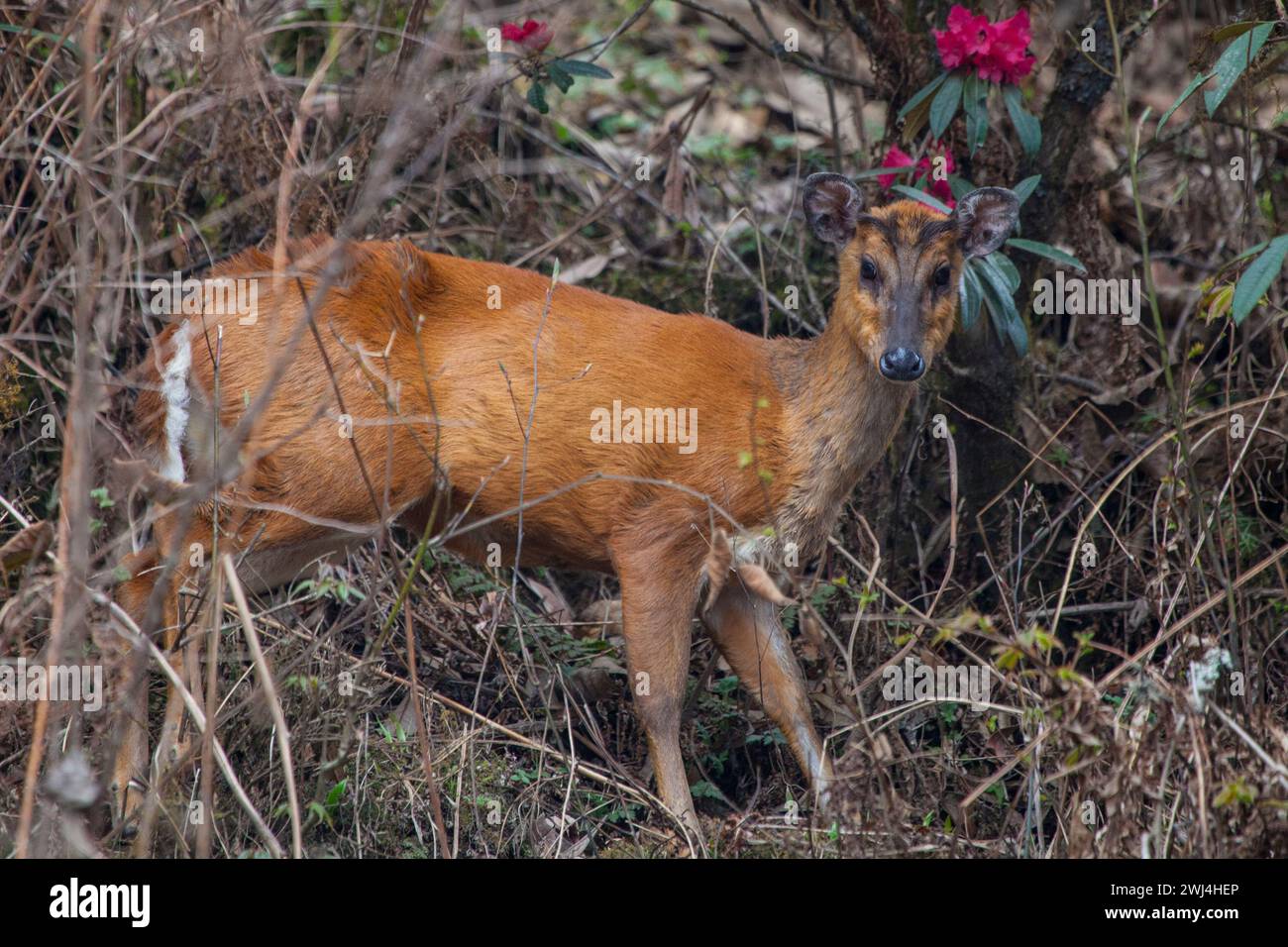 Female Muntjac or barking Deer (Muntiacus mutjac Stock Photo - Alamy
