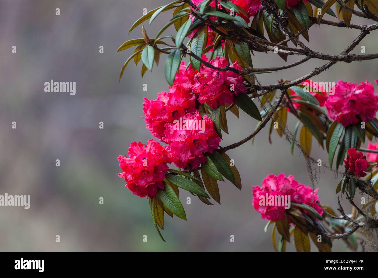Wild red rhododendron at Pele La Stock Photo - Alamy
