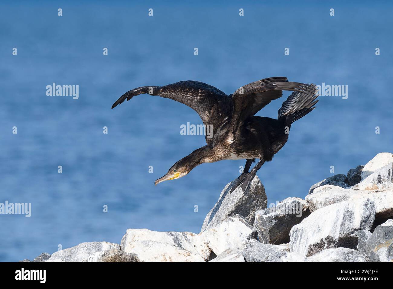 Cormorant pond hi-res stock photography and images - Alamy