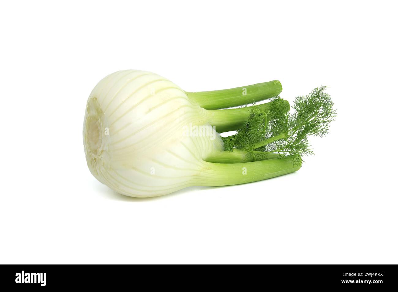Whole fennel bulb predominantly light yellow, with contrasting shades ...