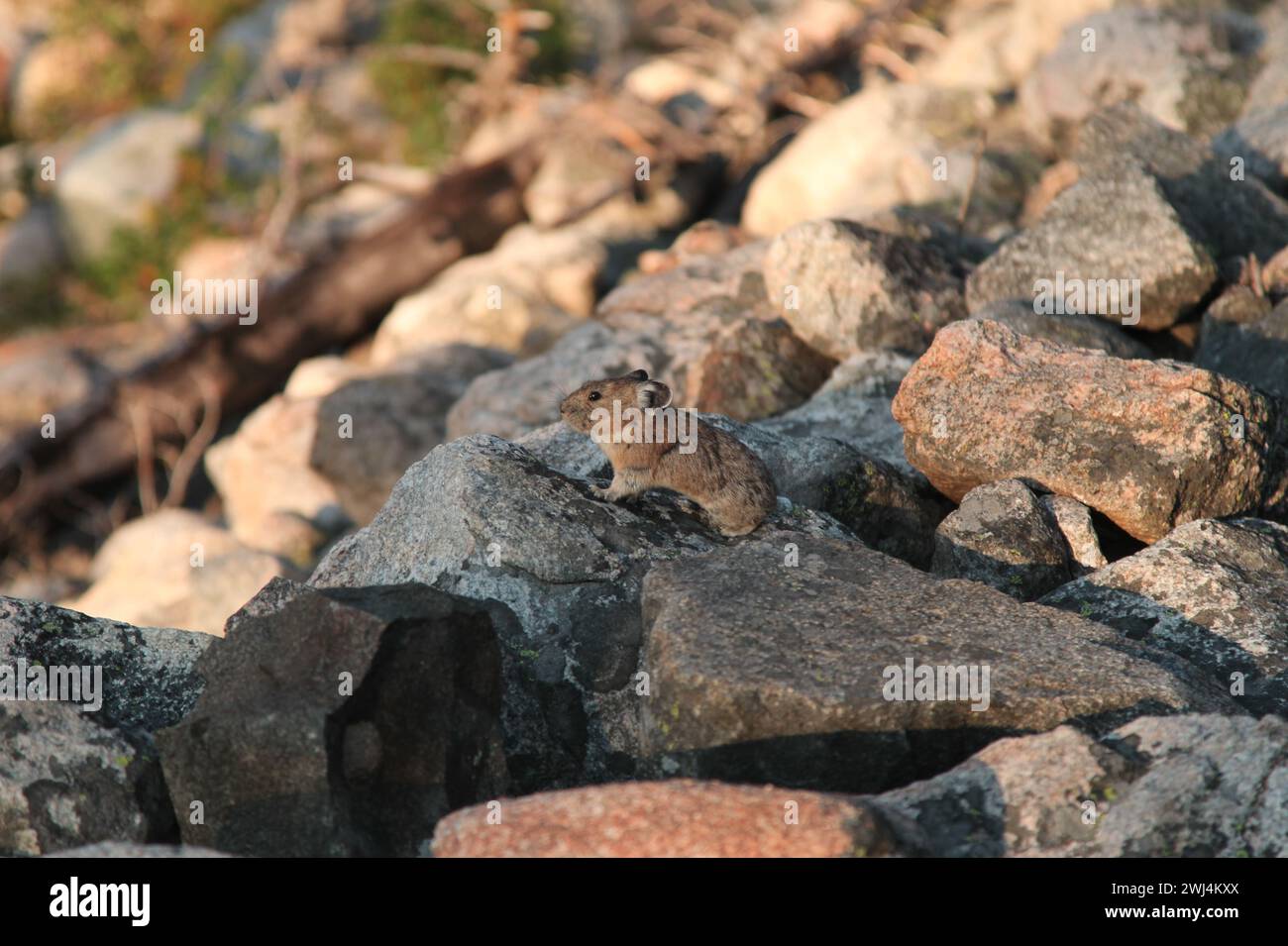 American Pika (Ochotona princeps) in a boulder field in Beartooth ...