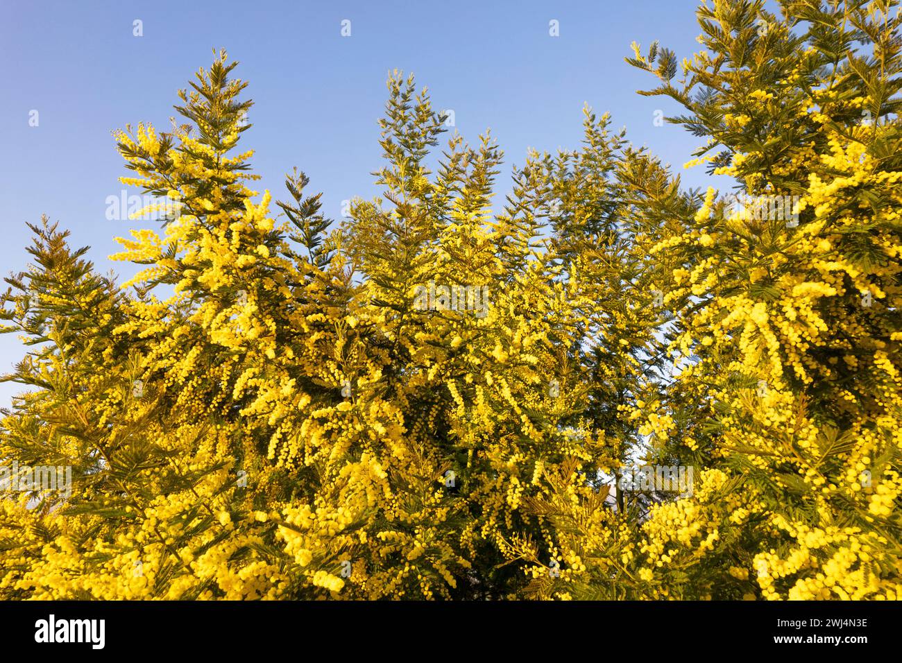 Photographic documentation of a flowering mimosa tree Stock Photo - Alamy