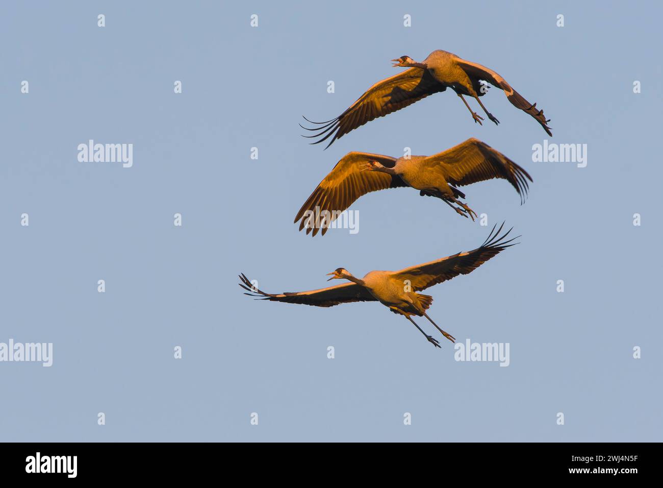 Common crane grus brandenburg hi-res stock photography and images - Alamy