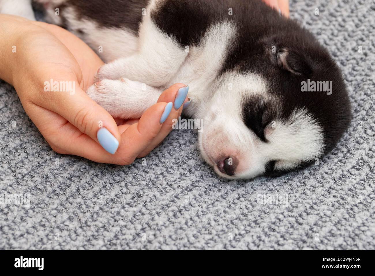 Husky love bond hi-res stock photography and images - Alamy