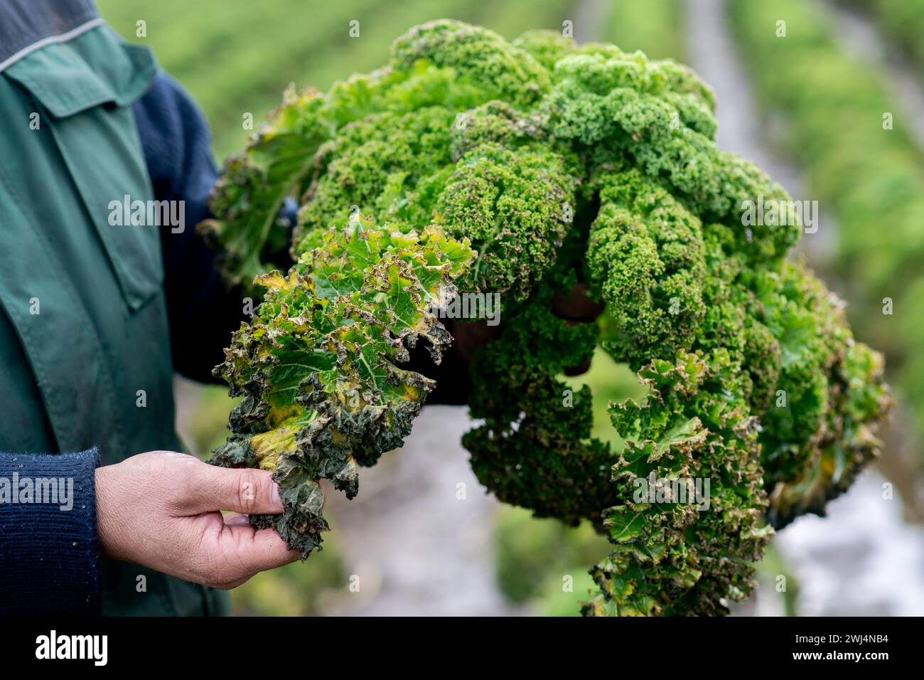 Vechta, Germany. 12th Feb, 2024. Gottfried Gerken, a fruit and ...