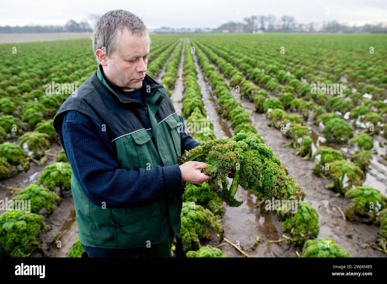 Vechta, Germany. 12th Feb, 2024. Gottfried Gerken, a fruit and ...