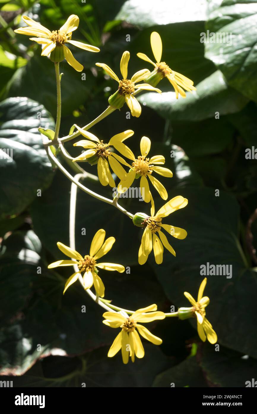 Farfugium hi-res stock photography and images - Alamy