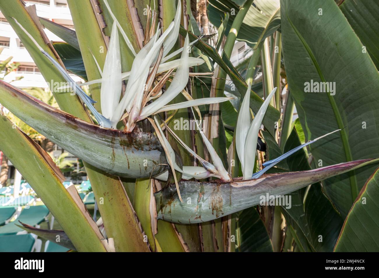 Flowers of a tree Strelitzia (Strelitzia nicolai Stock Photo - Alamy