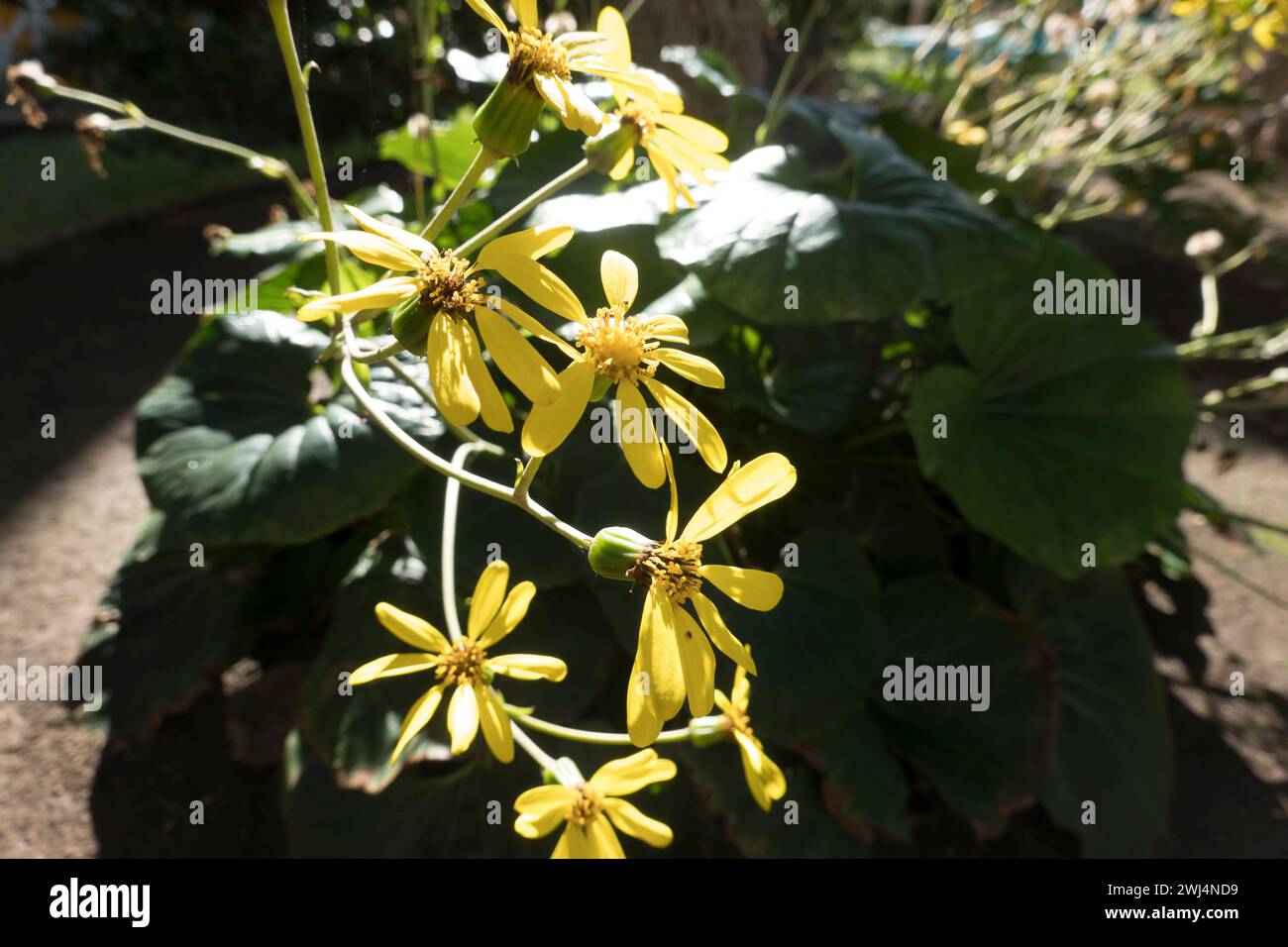 Japanese coltsfoot (Farfugium japonicum, syn. Ligularia tussilaginea ...