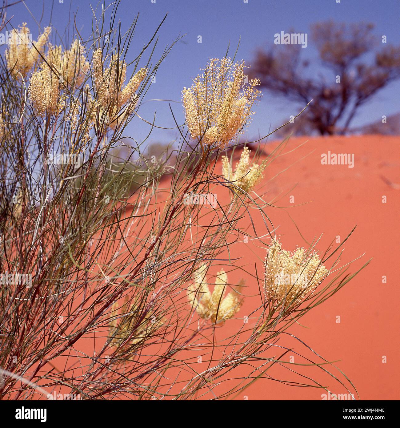 Beefwood grevillea (Grevillea striata) also known as silver honeysuckle ...