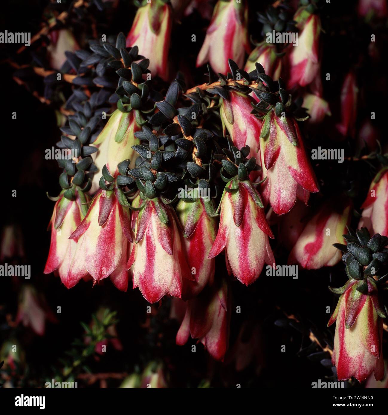 Darwinia hi-res stock photography and images - Alamy
