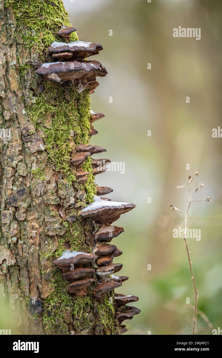 Mushrooms forms hi-res stock photography and images - Alamy