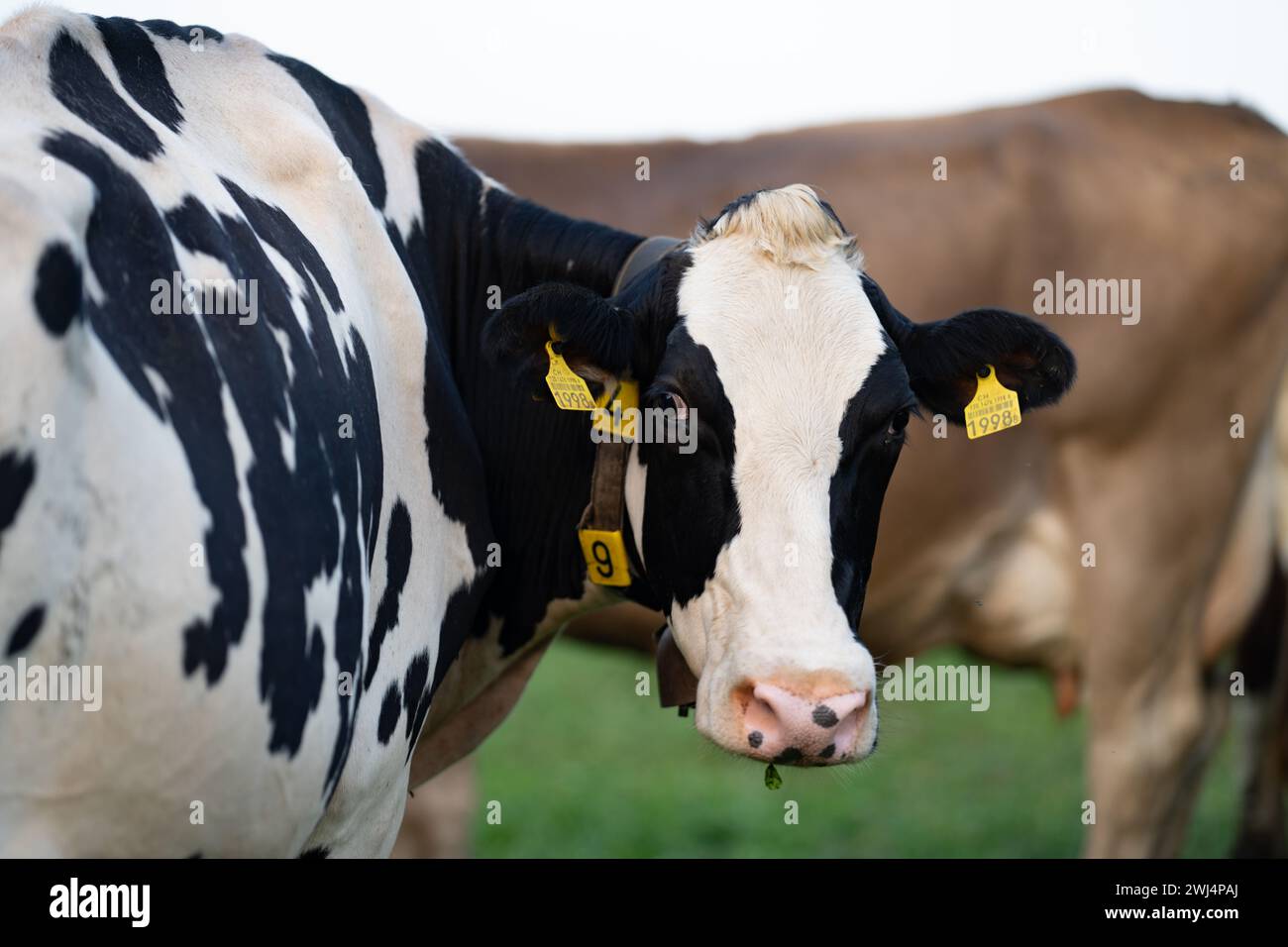 Cow is looking at camera. Close-up cows face. Dairy cattle at pasture ...