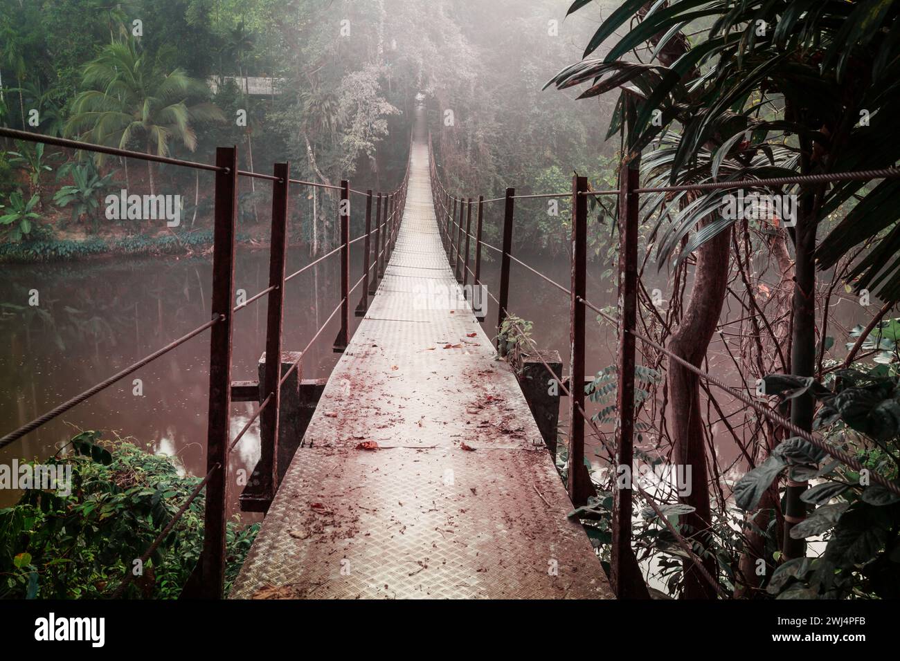 Bridge in jungle Stock Photo - Alamy