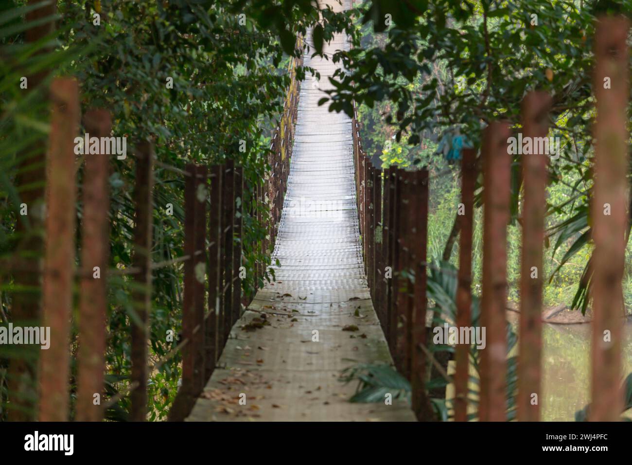 Bridge in jungle Stock Photo - Alamy