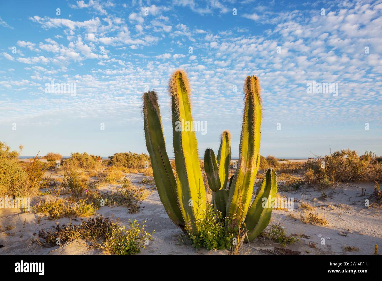 Cactus in Mexico Stock Photo - Alamy