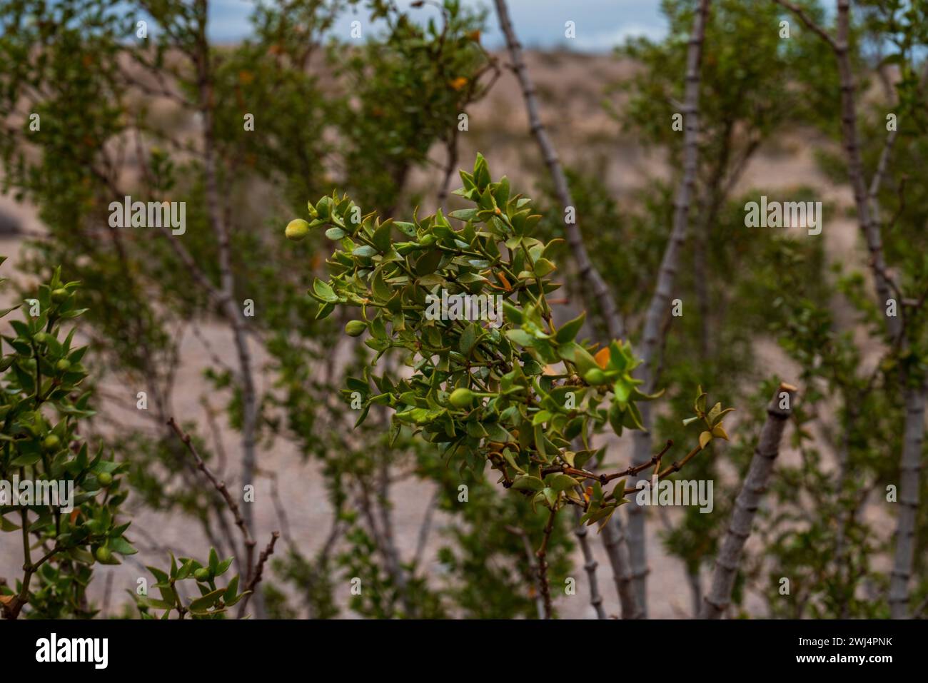 Small desert bush with numerous tiny leaves Stock Photo - Alamy