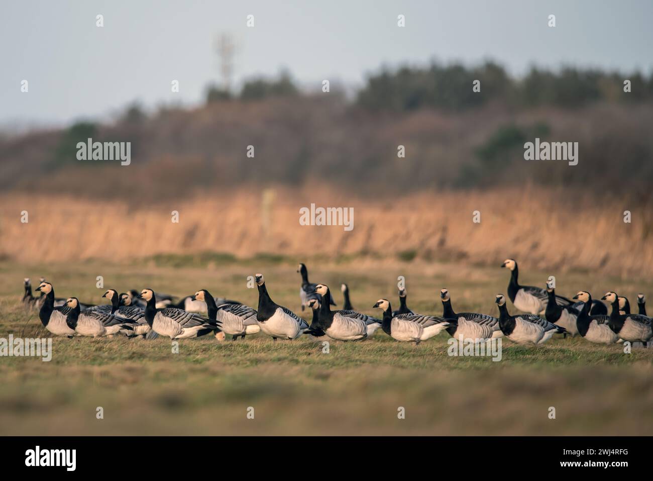 Barnacle geese in the wet meadows hi-res stock photography and images ...