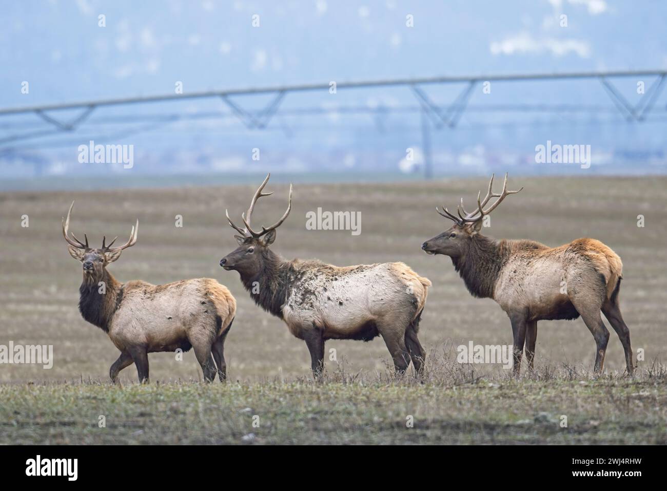 Bull elk in field hi-res stock photography and images - Alamy
