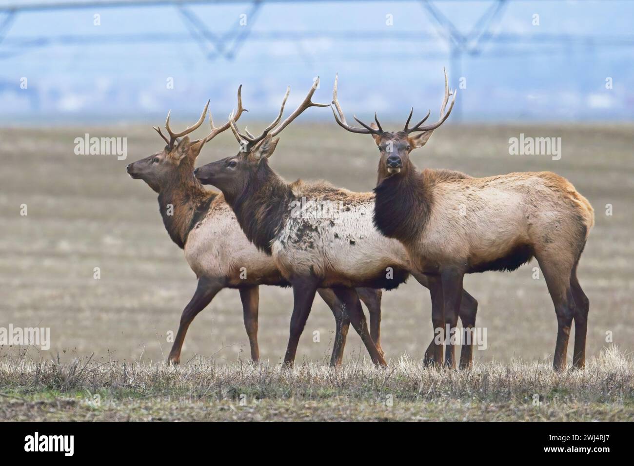 Bull with three horns hi-res stock photography and images - Alamy