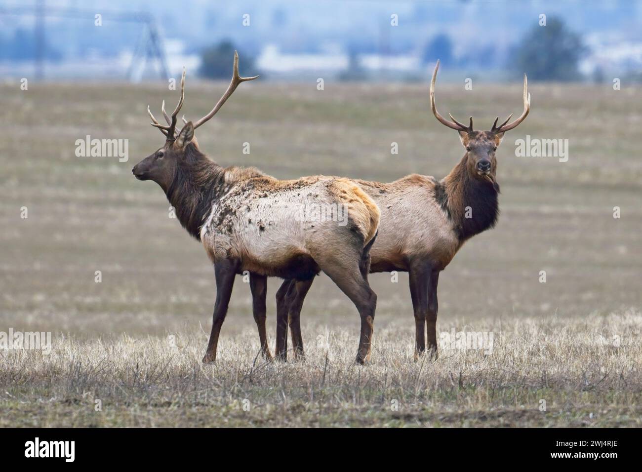 Two elk from a herd stand in a farm field located in north Idaho during ...