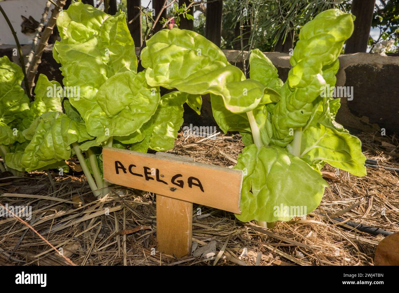 Foxtail, amaranth (Amaranthus spec.) - plant with inflorescence Stock ...