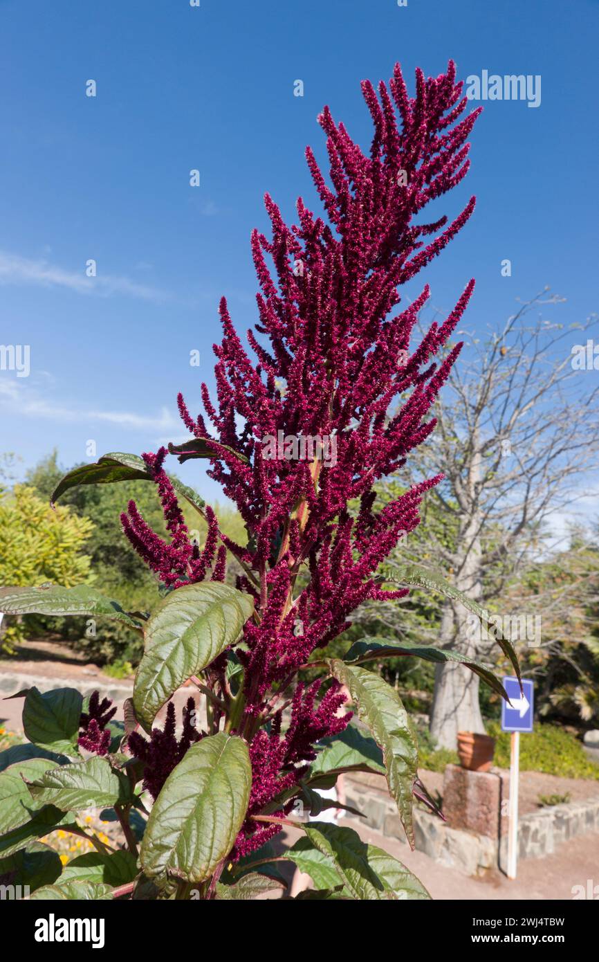 Foxtail, amaranth (Amaranthus spec.) - plant with inflorescence Stock ...