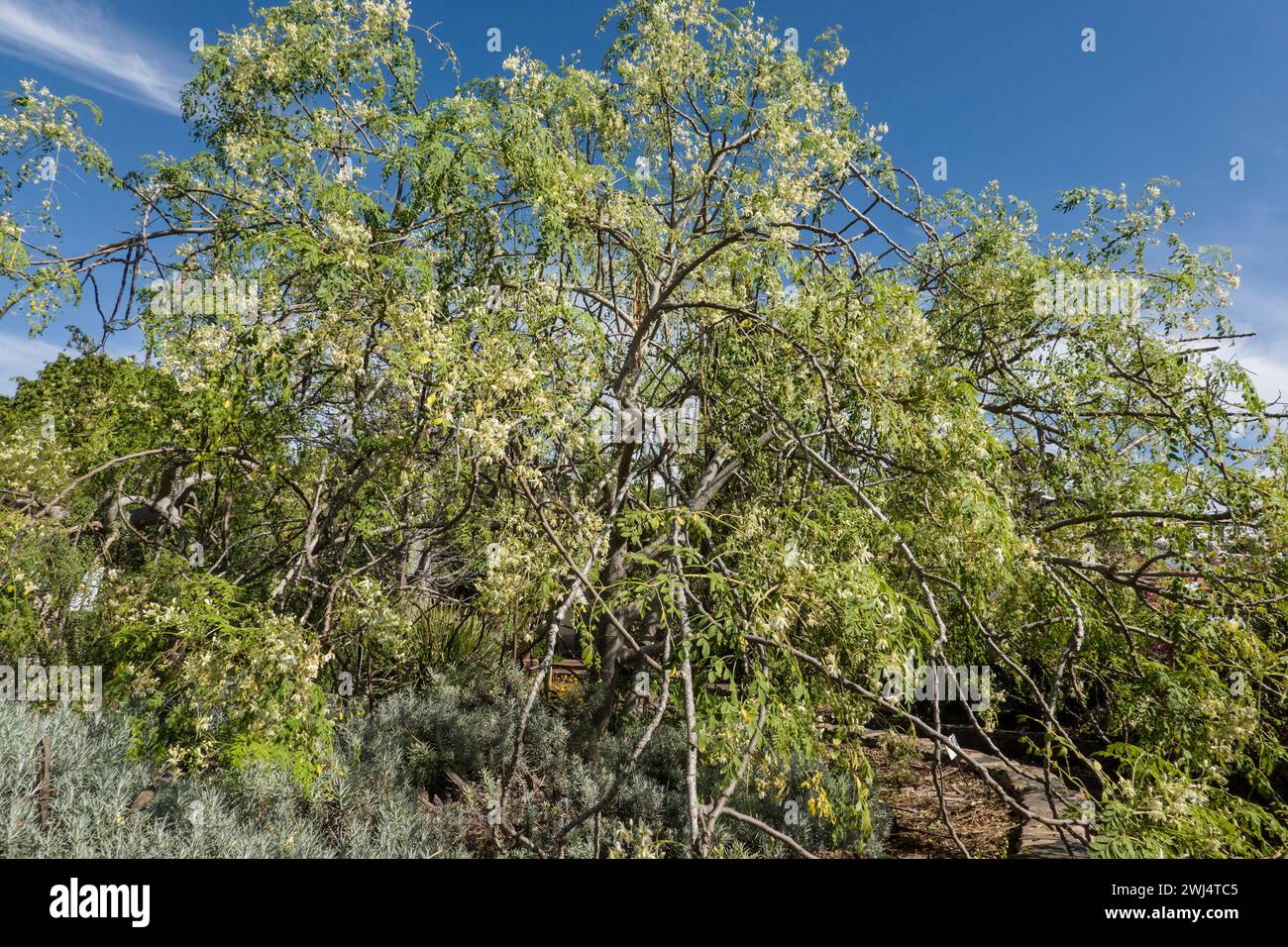 Horseradish tree (Moringa oleifera) - flowering tree in the botanical ...