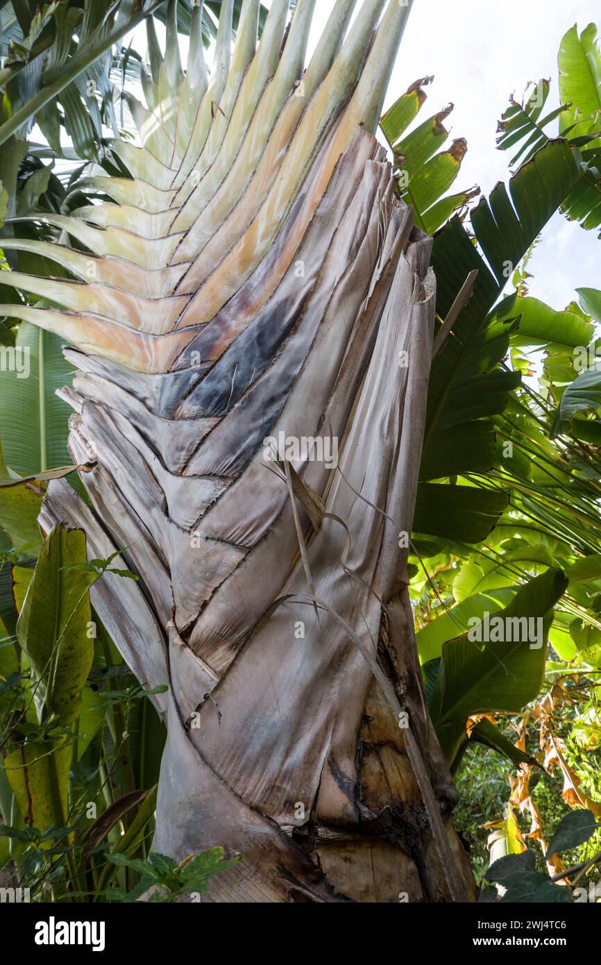 Traveler's tree (Ravenala madagascariensis) in the Botanical Garden ...