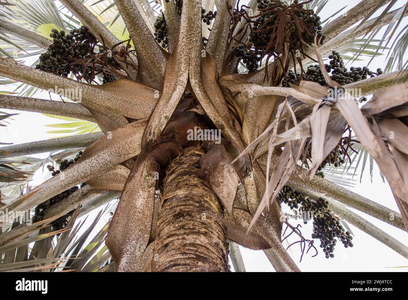 Bismarck palm (Bismarckia nobilis) in the Botanic Garden Stock Photo ...