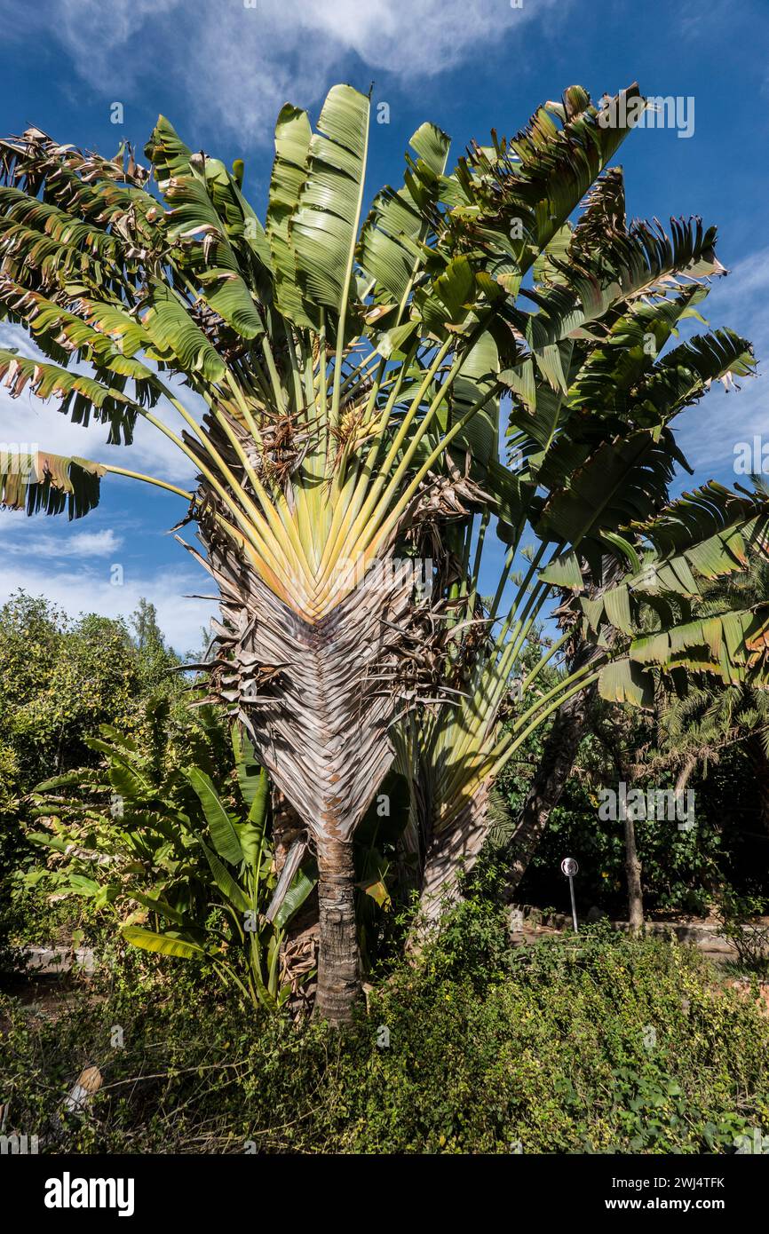 Traveler's tree (Ravenala madagascariensis) in the Botanical Garden ...