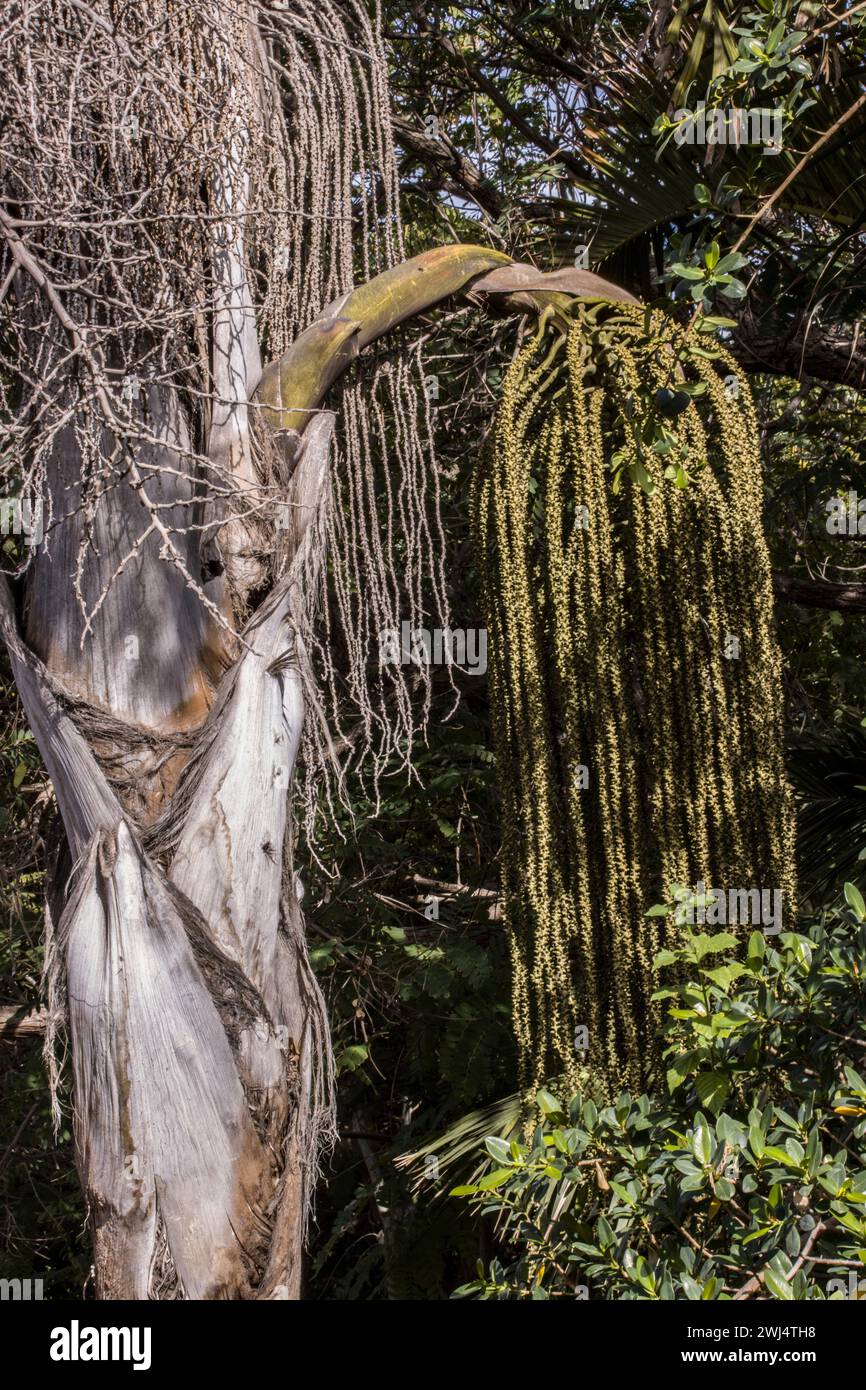 Fishtail palm (Caryota urens Stock Photo - Alamy