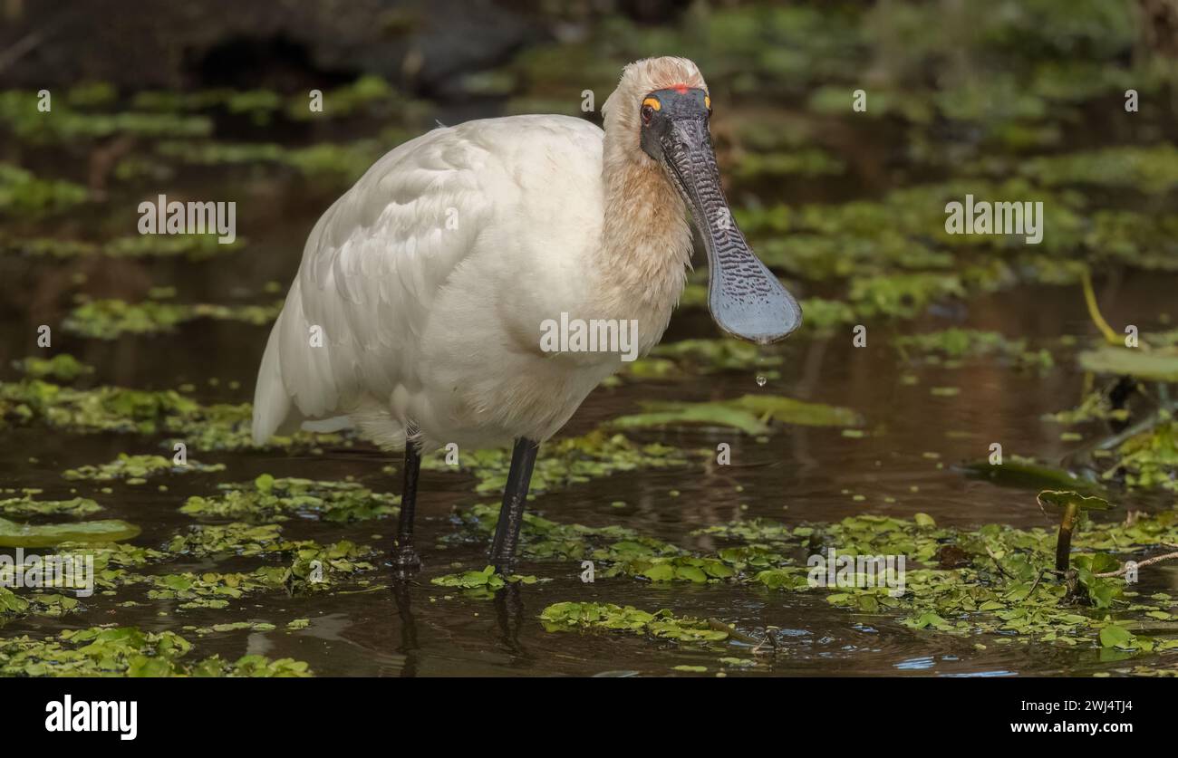 The royal spoonbill (Platalea regia) is a large white waterbird with a ...