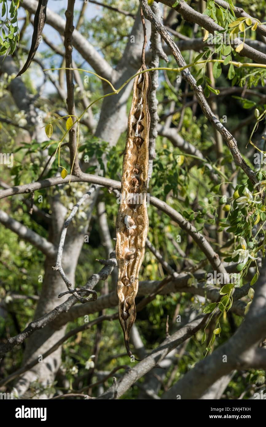 Horseradish tree (Moringa oleifera) - flowering tree in the botanical ...