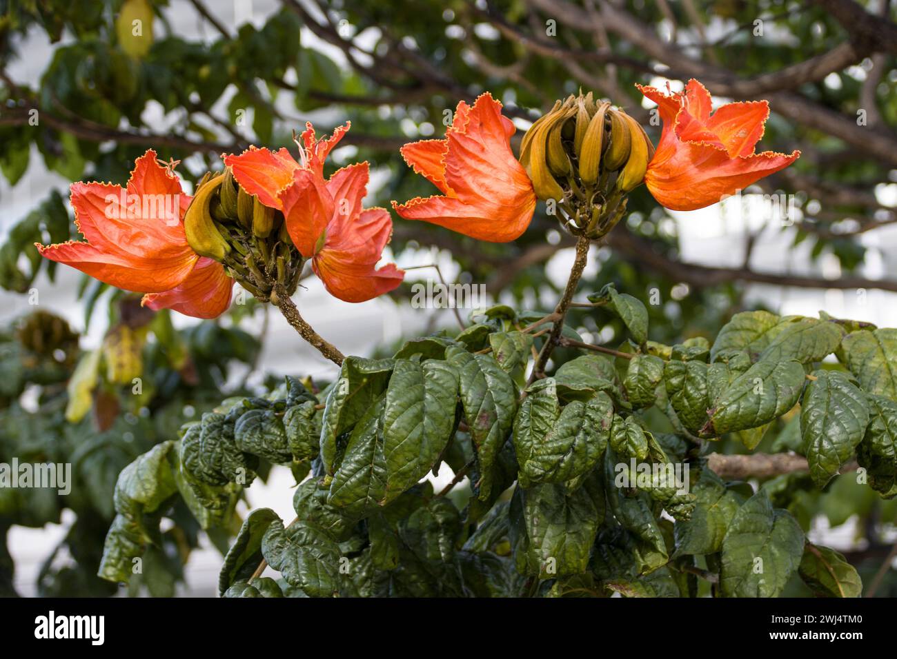 African tulip tree (Spathodea campanulata) - flowers Stock Photo - Alamy