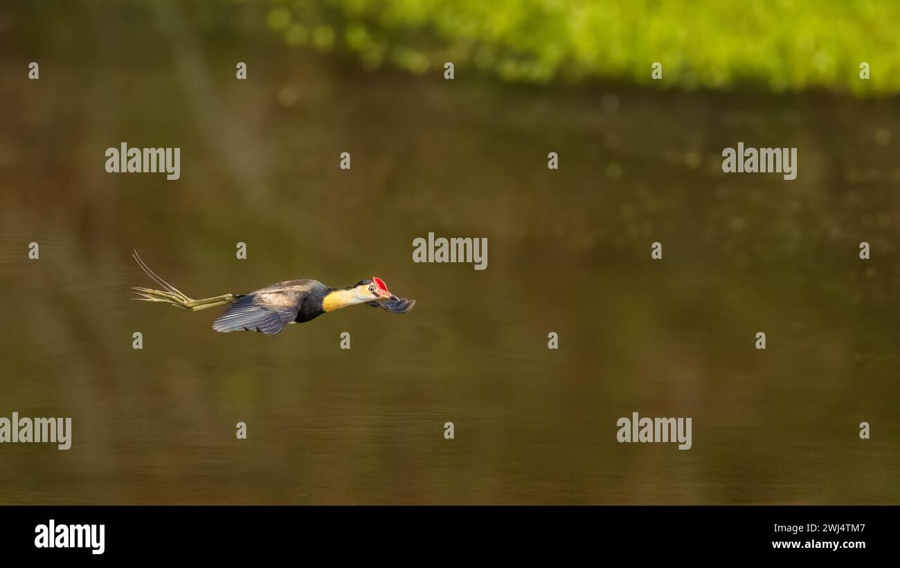The comb-crested jacana (Irediparra gallinacea), in flight with a ...