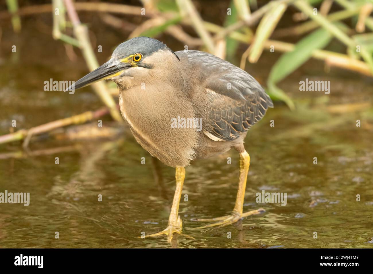 Beautiful australian water birds hi-res stock photography and images ...