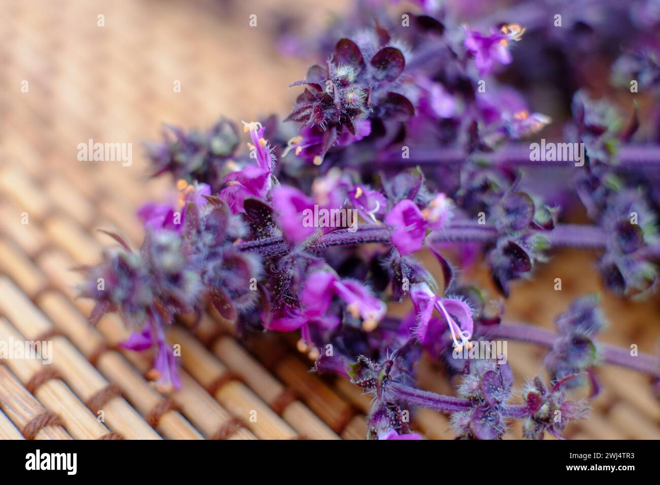 A close-up image showcasing the intricate details of purple basil ...