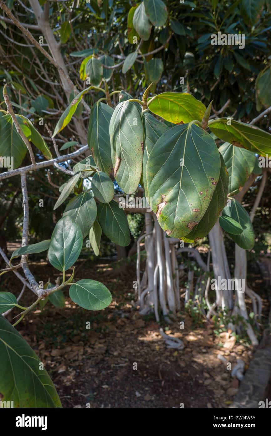 Fig tree (Ficus magnoliifolia) in the Botanic Garden Stock Photo - Alamy