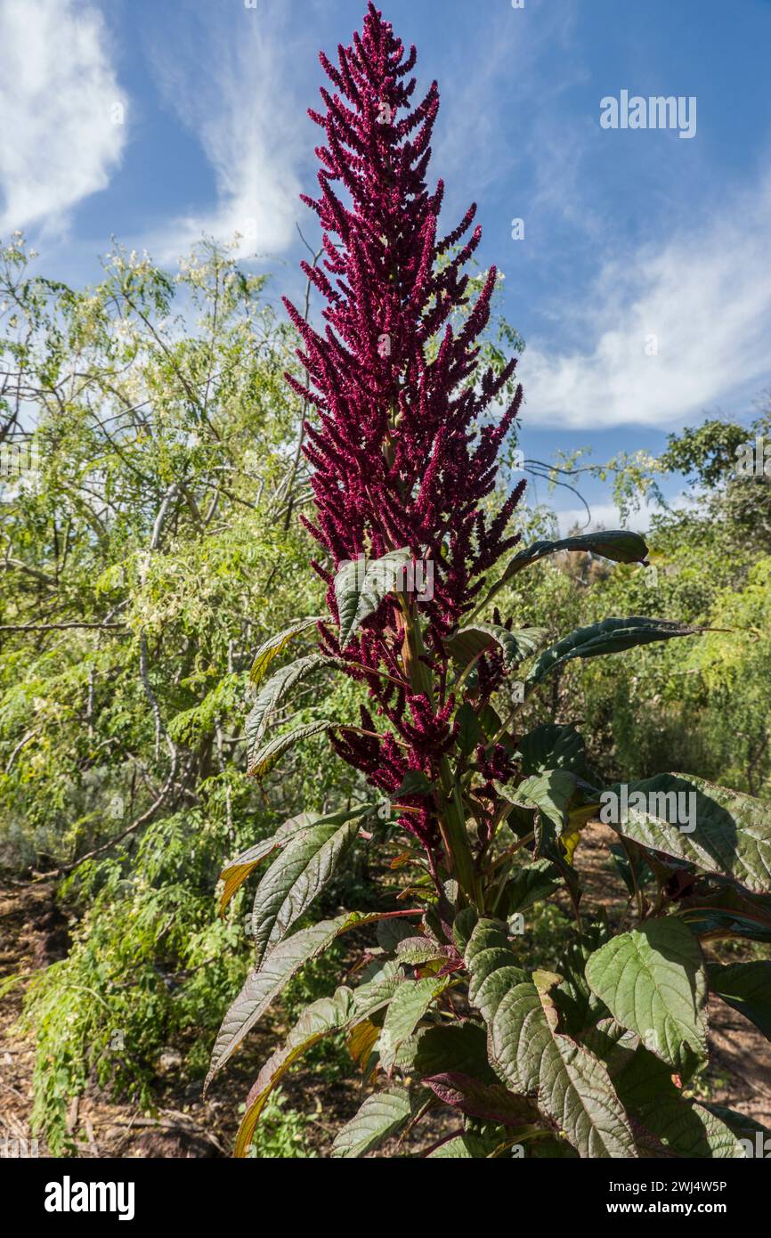 Foxtail, amaranth (Amaranthus spec.) - plant with inflorescence Stock ...