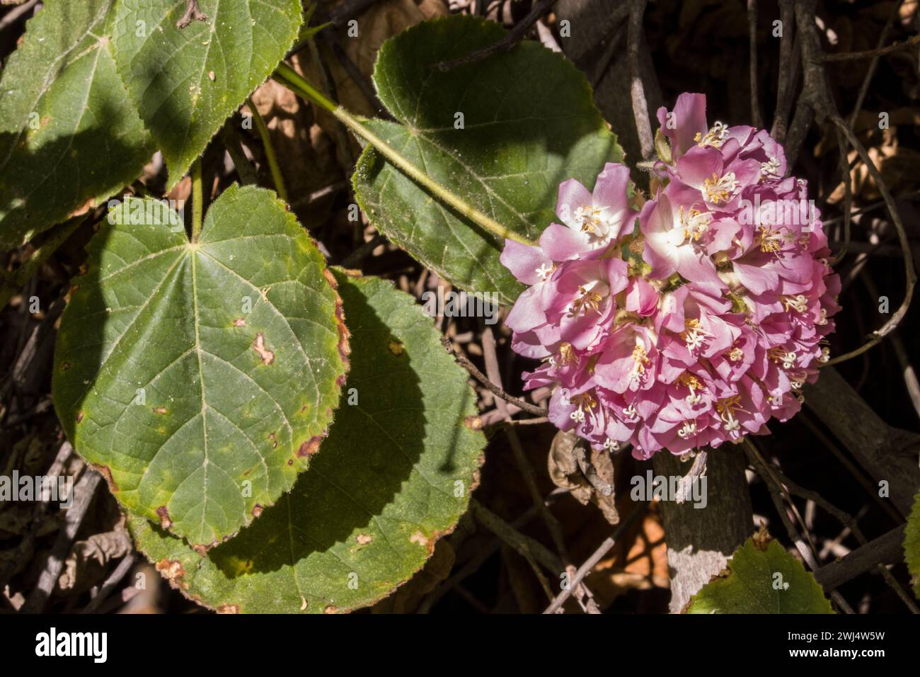 Dombeya wallichii in the Botanic Garden - inflorescence Stock Photo - Alamy