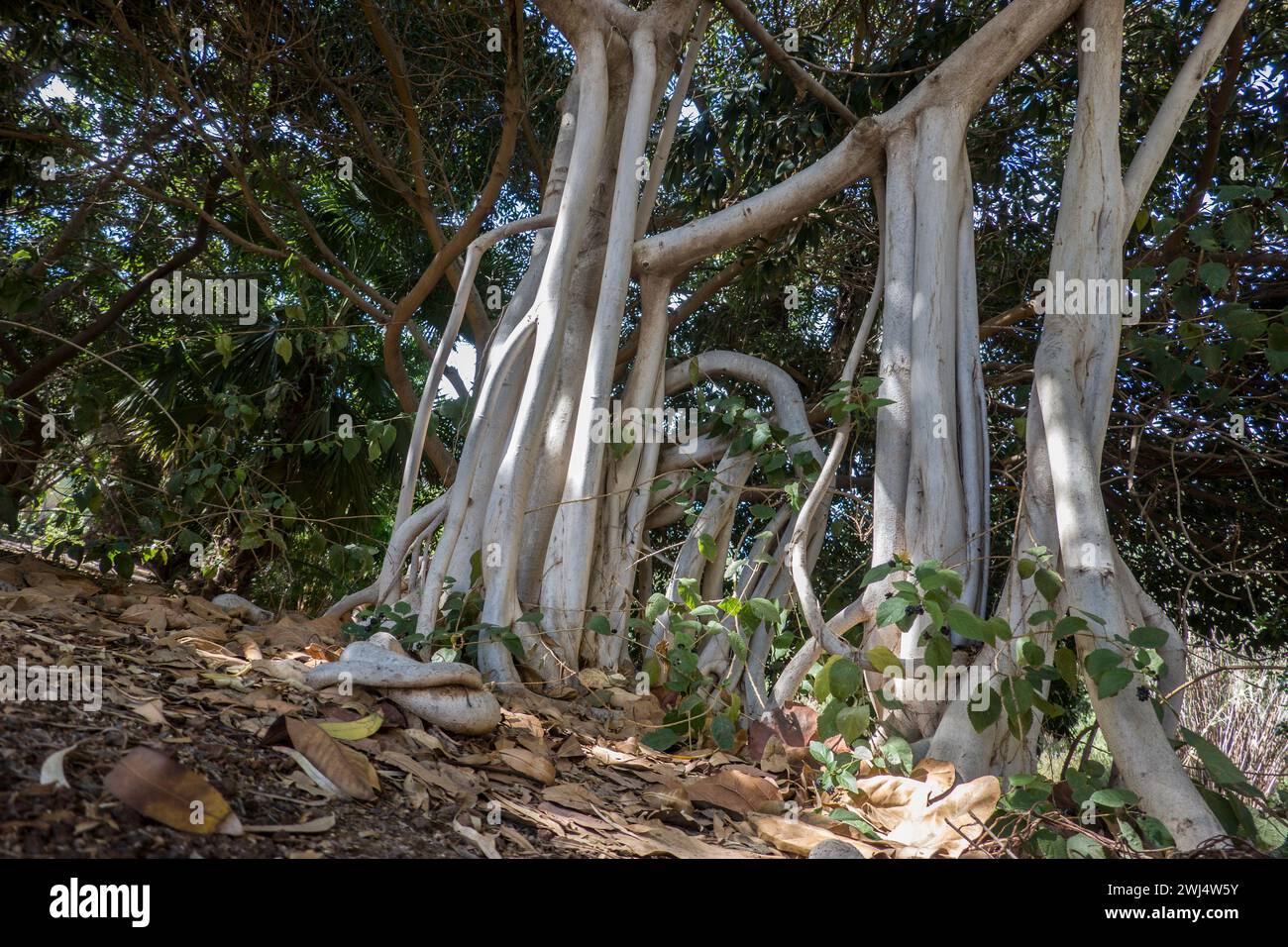 Fig tree (Ficus magnoliifolia) in the Botanic Garden Stock Photo - Alamy