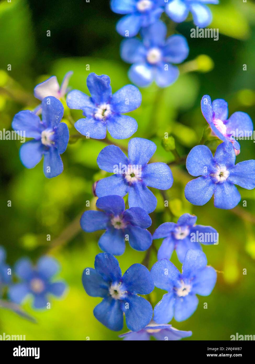 Sapphire Sprinkles: The Vivid Dance of Forget-Me-Nots Stock Photo - Alamy