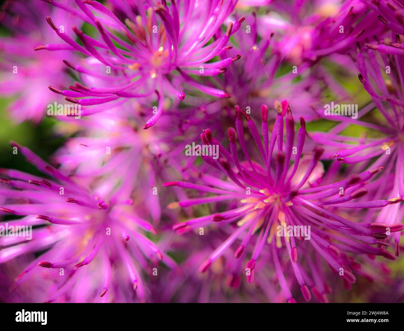 This vibrant image showcases the explosive beauty of Allium flowers in ...
