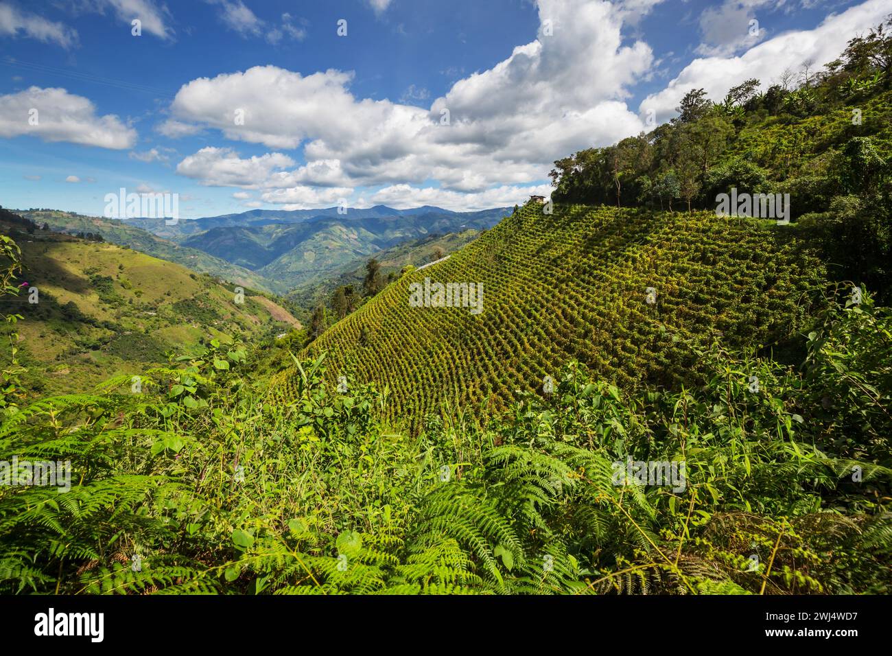 Rural landscapes in Colombia Stock Photo - Alamy